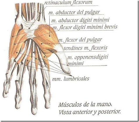 Músculos de la mano - Ciencia Explicada